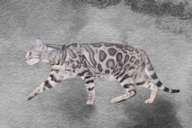 Discover the Beauty of Silver Bengal Cats: A Guide to this Majestic Breed